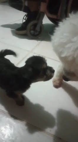 Cachorrinha Zayra Dando Seus Primeiros Passos Cadeiranteousadamotiva O Youtube