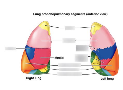 Lung Bronchopulmonary Segments Diagram Quizlet