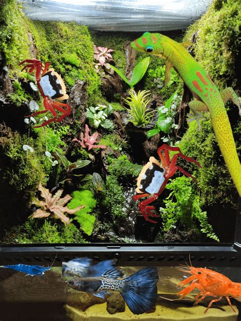 Gecko Vampire Crab Gabby Breeding Setup Rvivarium