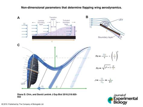 Non Dimensional Parameters That Determine Flapping Wing Aerodynamics Ppt Download