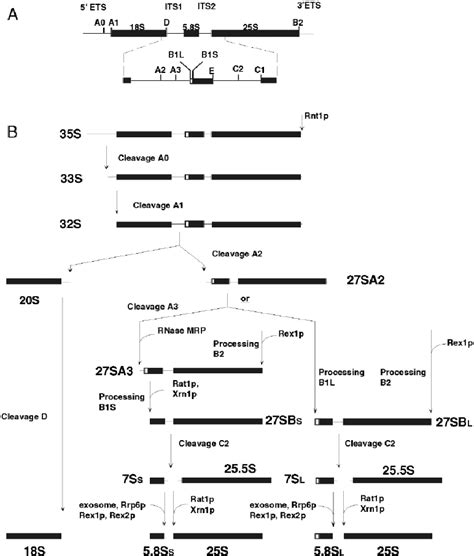 Pre Rrna Processing In Saccharomyces Cerevisiae A Structure Of The Download Scientific
