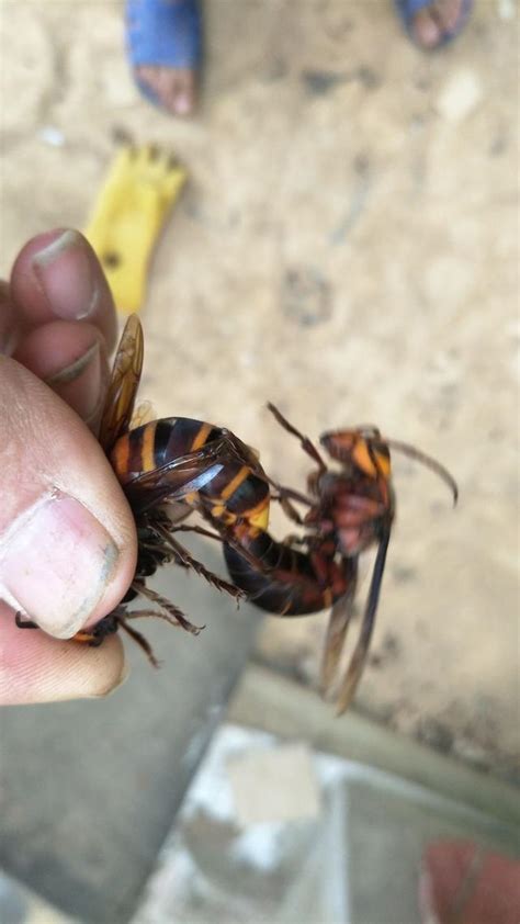 蜂狼胡蜂優質蜂王挑選 每日頭條