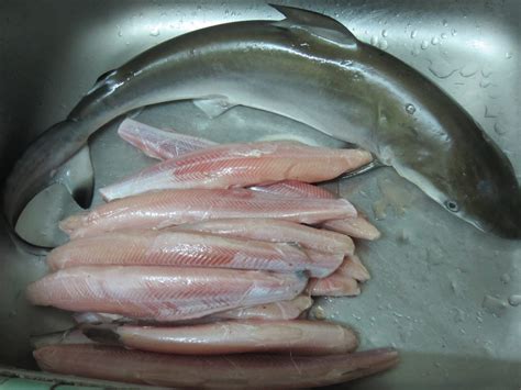 Gambar Ikan Yu Psittacula2
