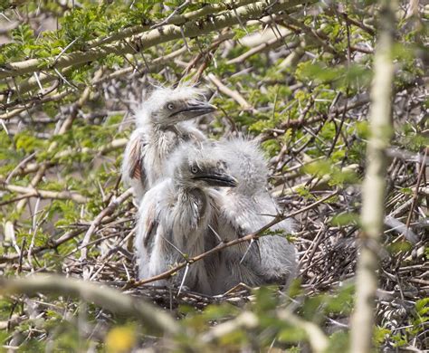 Pictures And Information On Cattle Egret