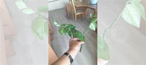 Педилантус купить в Москве Товары для дома и дачи Авито