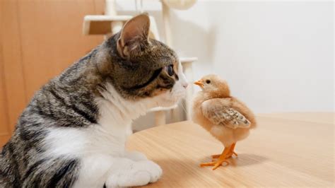 Kitten Coco Kissed A Tiny Chick Youtube
