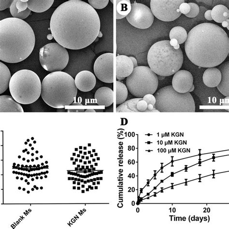 Characterization Of Microspheres Micromorphology Of A Blank