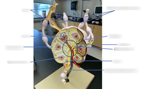 Lymph Node Model Diagram Quizlet