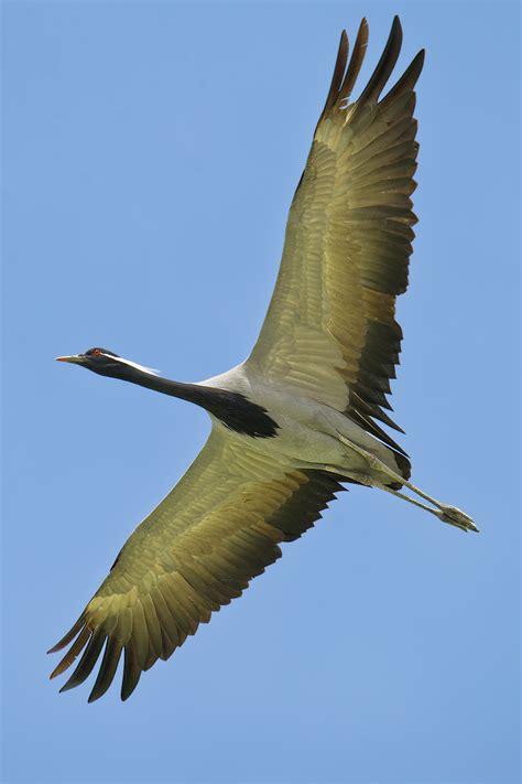 Demoiselle Crane Id And Photos Shanghai Birding 上海观鸟