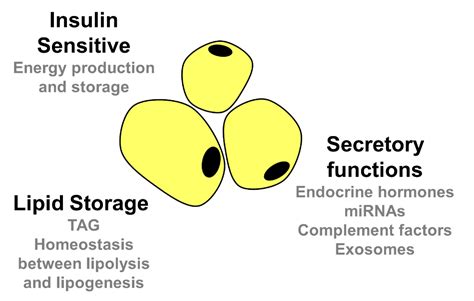 Etx Obesity New Ch2 Fig1 Endotext