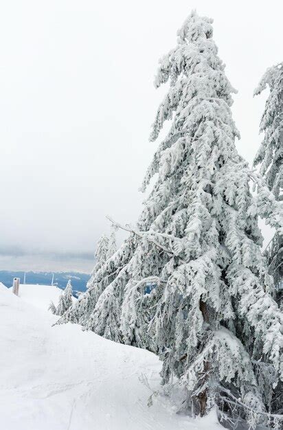 Abetos nevados helados en la cima de la colina del invierno cárpatos Foto Premium