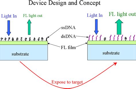 Figure 21 From A Label Free Fluorescence Based Assay For Microarray