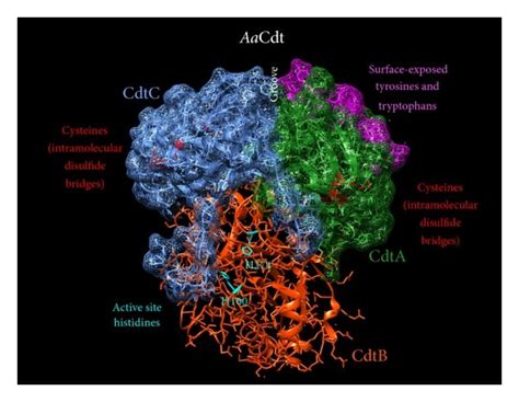 Organization Of The Cdta Cdtb And Cdtc Subunits In The Aacdt