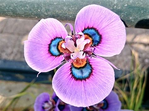 Peacock Flower Moraea Villosa