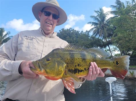 How To Catch Peacock Bass In Singapore Types Of Peacock Bass