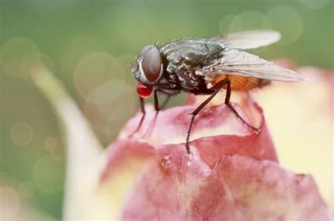 Cómo ahuyentar las moscas remedios caseros que sí sirven in Diy pest control Flea