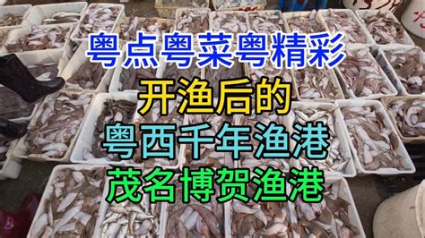 粤点粤菜粤精彩开渔后的粤西千年渔港茂名博贺渔港粤语中字幕2023 8 30 YouTube