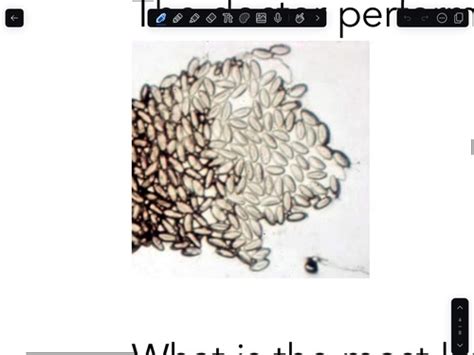 Parasites And Travel Flashcards Quizlet