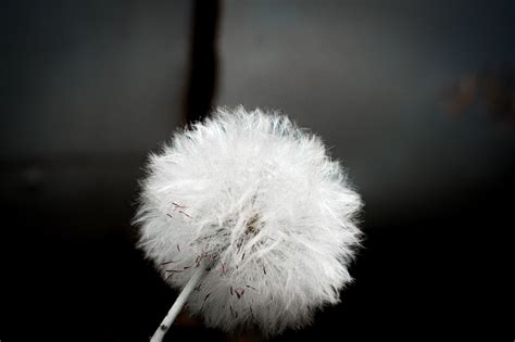 蒲公英 种子的头 植物 Pixabay上的免费照片 Pixabay
