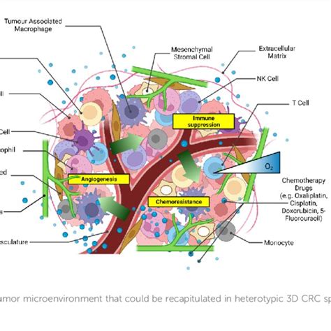 Development And Progression Of Pdac Visualization Of Tme Role During