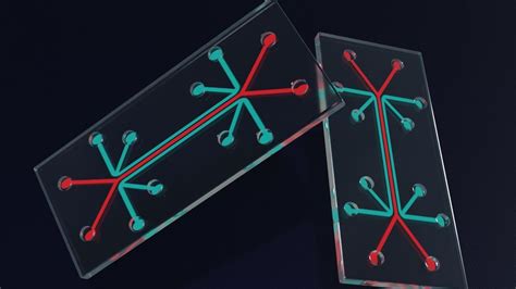 A Guide To Organ On A Chip Technology Networks