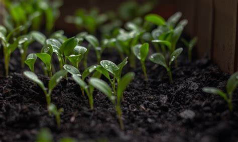 Op Ed Soil Connects Us To The Earth Food Tank