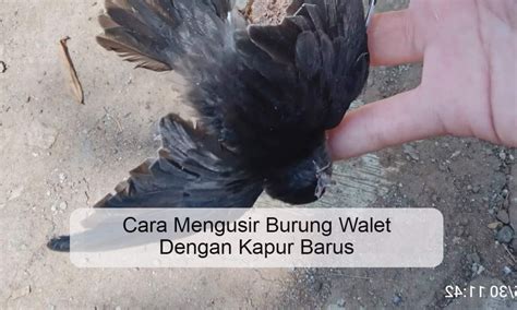 Makna Burung Walet Menurut Suku Jawa Pertanda Keberuntungan Dan Rezeki