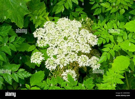 Cow Parsnip Along Discovery Trail Cape Disappointment State Park Lewis And Clark National