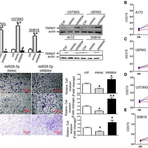 MiR 28 5p Inhibits Glioma Cell Line Proliferation And Invasion A