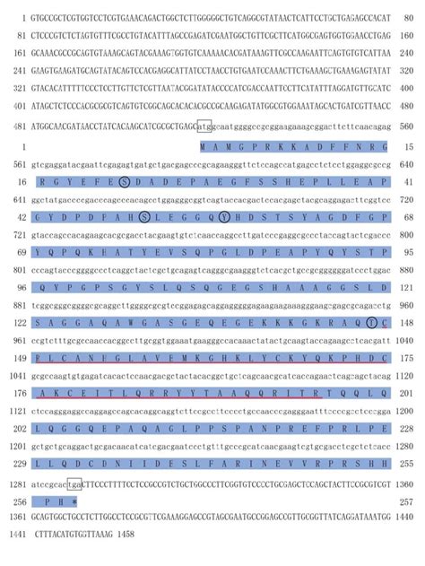 Nucleotide And Amino Acid Sequences Of Pmdsx The Initiation Codon