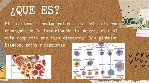 Solution Sistema Hematopoyetico 1 Studypool