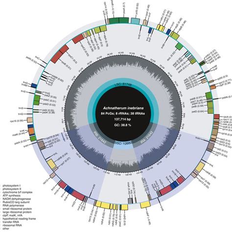 Chloroplast Genome Map Of Achnatherum Inebrians The Center Of The
