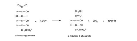 Solved 6 Phophogluconate Dehydrogenase Catalyzes The