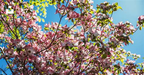 분홍색 꽃이있는 나무 사진 Unsplash의 무료 뉴욕 이미지