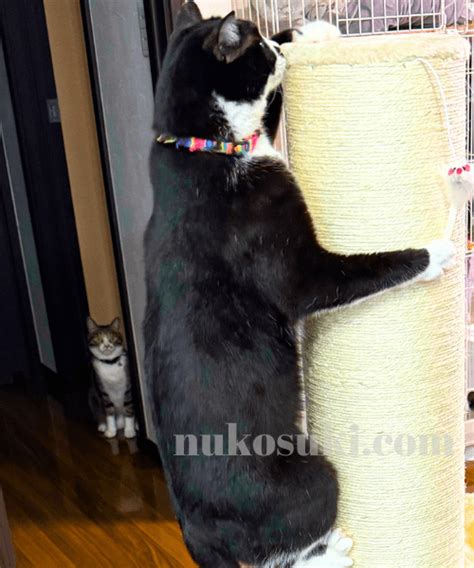 愛猫大喜び！キャットタワー型爪研ぎを購入したら最高すぎた！多頭飼いにおすすめ