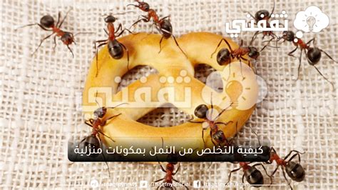 برشة واحدة هتقضي على النمل بشكل نهائي بمكونات طبيعية أمنة ثقفني