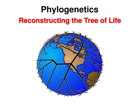 PPT Unraveling Life S History Tree Of Life Reconstructing And Phylogenetic Insights