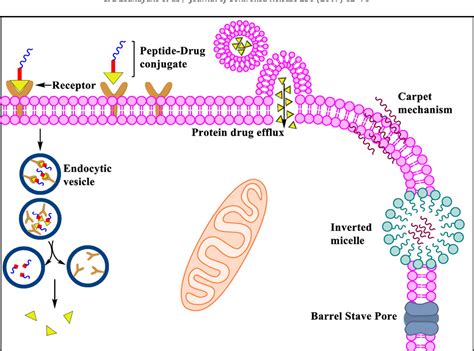 Figure 2 From Recent Developments In Anticancer Drug Delivery Using Cell Penetrating And Tumor
