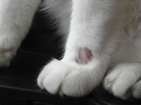 Le Monde Des Chats