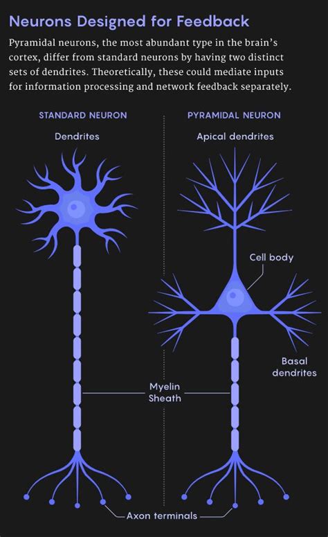 artificial neural nets finally yield clues to how brains learn quanta