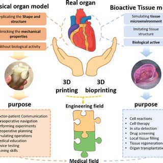 The Difference Between Organ Model And Tissue Model E G Tissue Organ