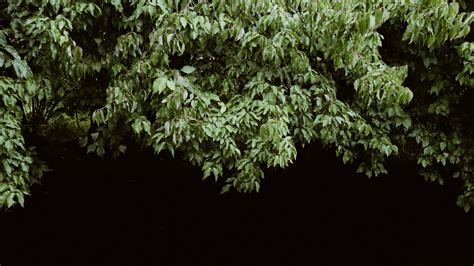 Tree Canopy K HD Wallpaper