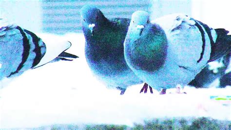 Kass Youtube