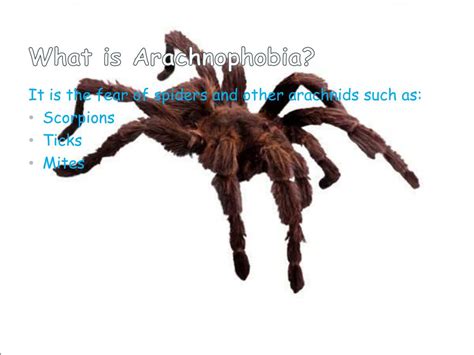 Ppt Arachnophobia Powerpoint Presentation Free Download Id2730954