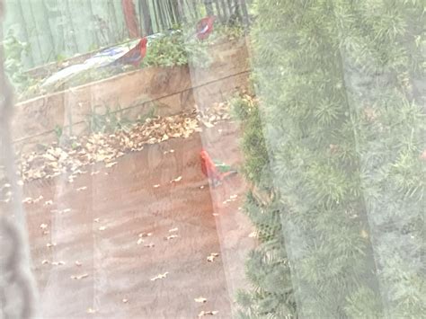 Looking Out My Window Rparrots