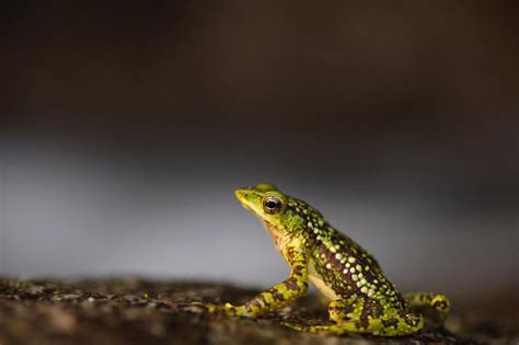 Stub Foot Toad Atelopus Laetissimus Sierra Nevada De Santa Marta Colombia Superstock