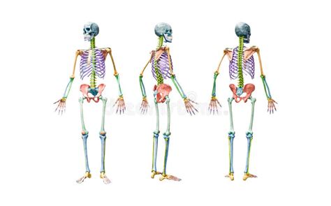 Front Back And Profile Views Of Full Human Male Skeleton 3d Rendering