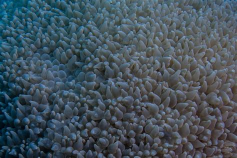 Bubble Coral Facts And Photographs Seaunseen
