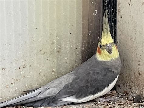 Anyone Know What This Bumb On His Head Is Scrolller