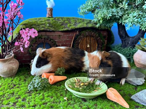 클로즈업 이미지 2 암퇘지 미국 삼색 기니피그 새끼 젊은 검은색 생강 흰색 캐비는 슬레이트 패들 디딤돌 정원 경로 인조 잔디 나무 및 식물이 있는 모델 하우스 앞 접시에서